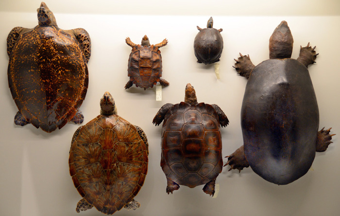 Návšteva singapurského prírodovedného múzea Lee Kong Chian - Équilibre Élégant